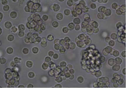 A New Chemically-defined Medium for use with Suspension-adapted Avian ...