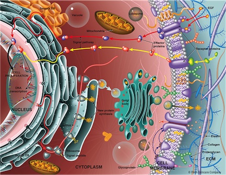 Increasing Protein Production with Novel Cell-Ess Titer Boost without ...