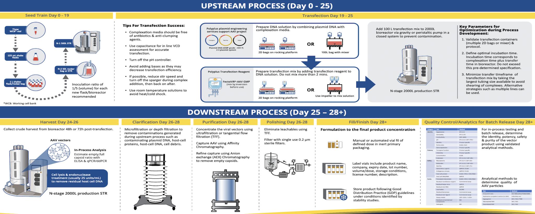 Industrial Scale Manufacturing of AAV: A Blueprint