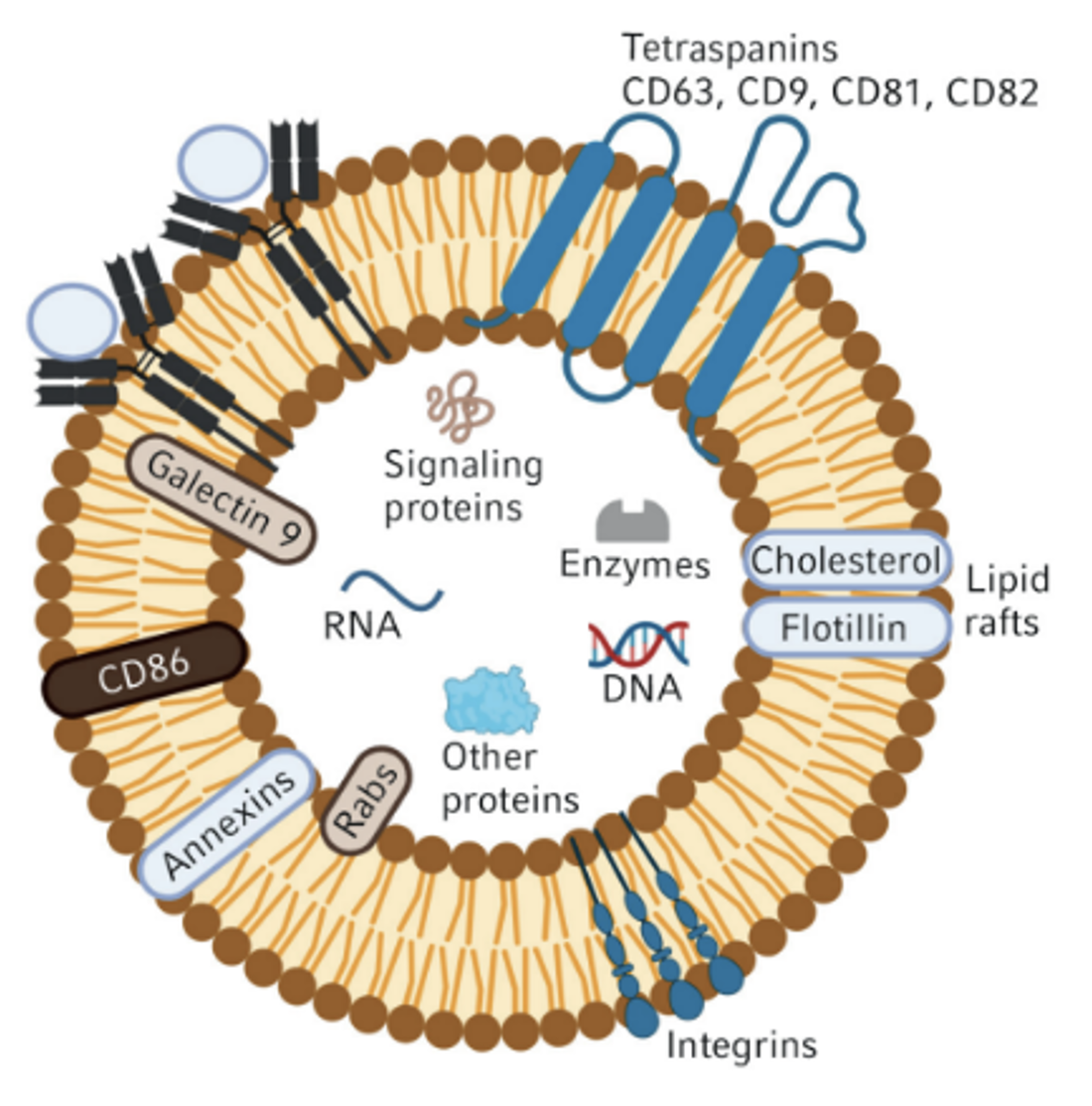 Production of MSC-Derived Exosomes Using Bioreactor Systems and Controllers