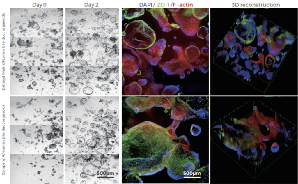 Novel Hydrogels from AMSBIO for Advanced 3D Cell Culture